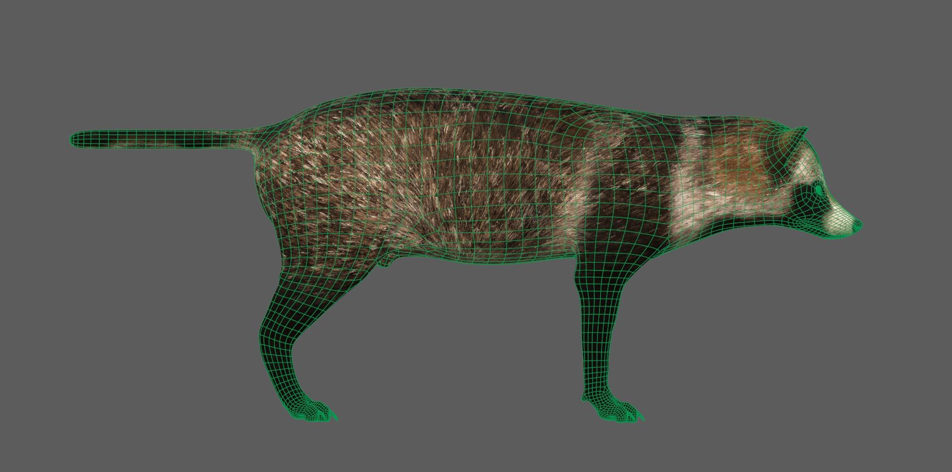 Raccoon Dog Tanuki 3D Model - TurboSquid 2000606