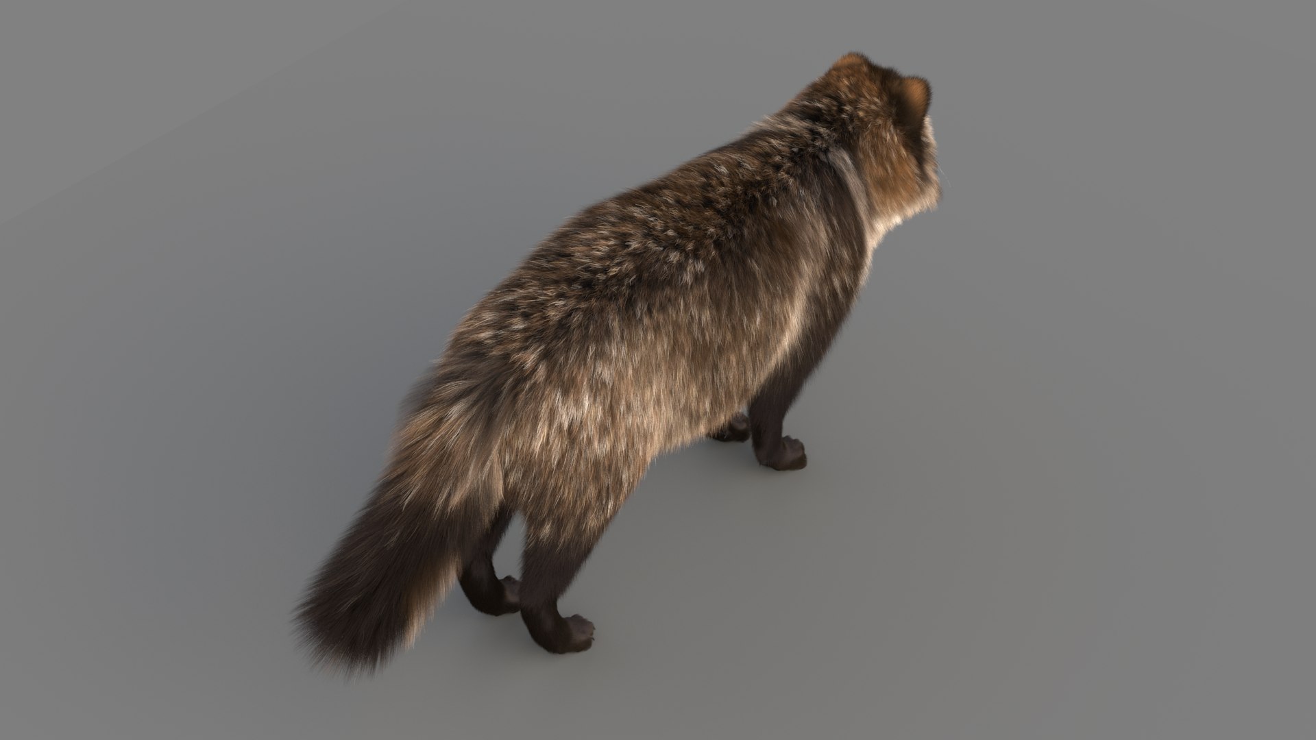 Raccoon Dog Tanuki 3D Model - TurboSquid 2000606