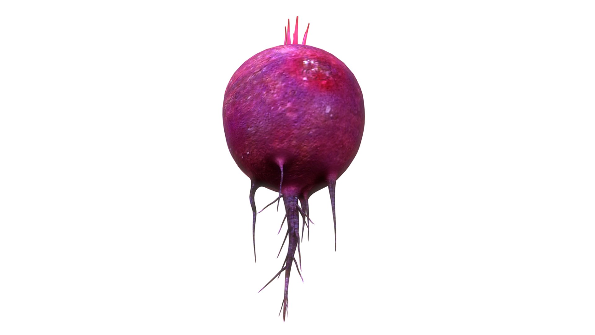 3d beetroot beet root