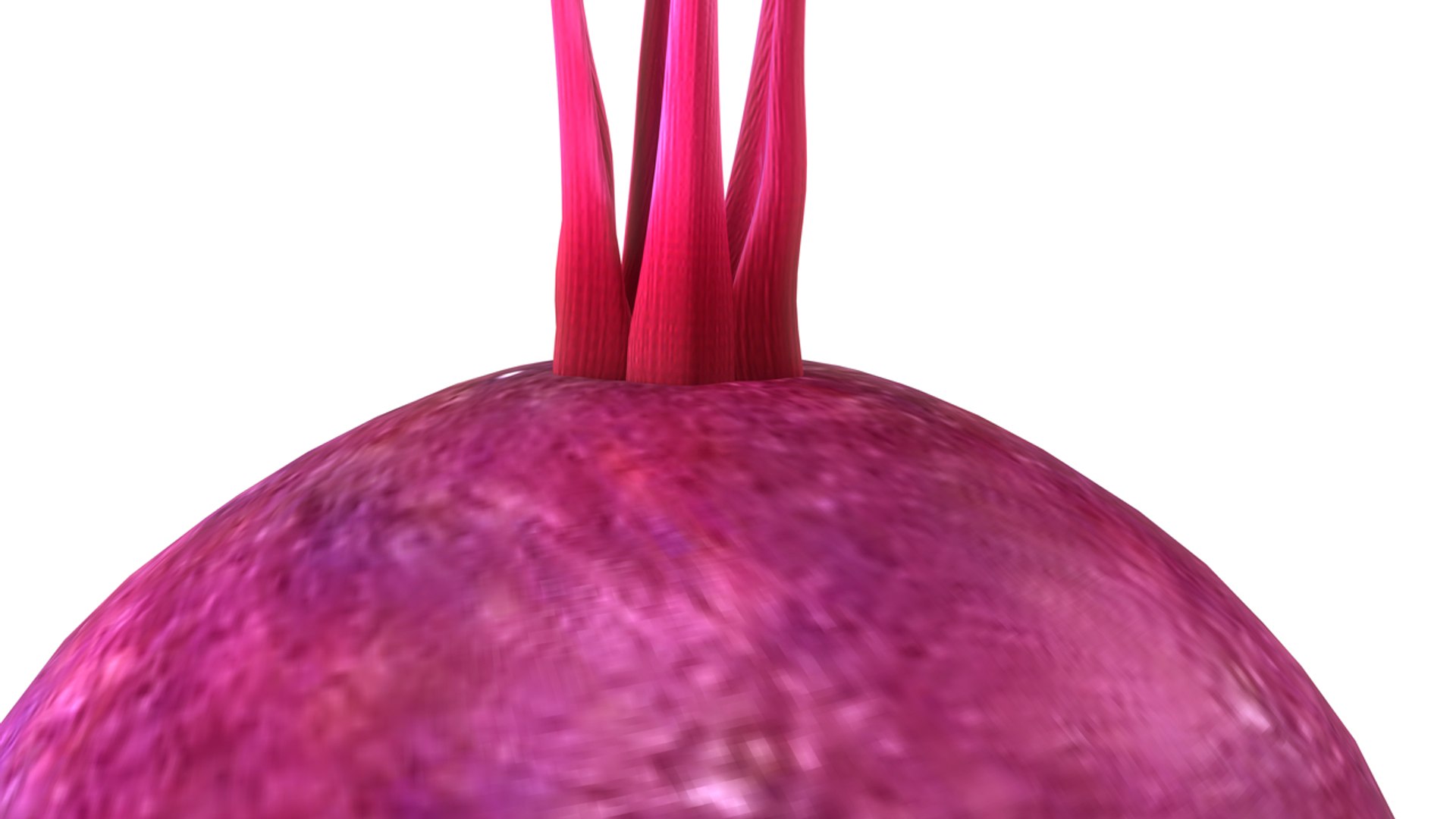 3d beetroot beet root