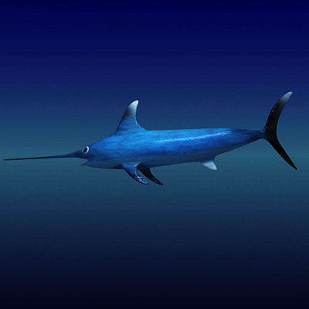 3d Swordfish Fish Model
