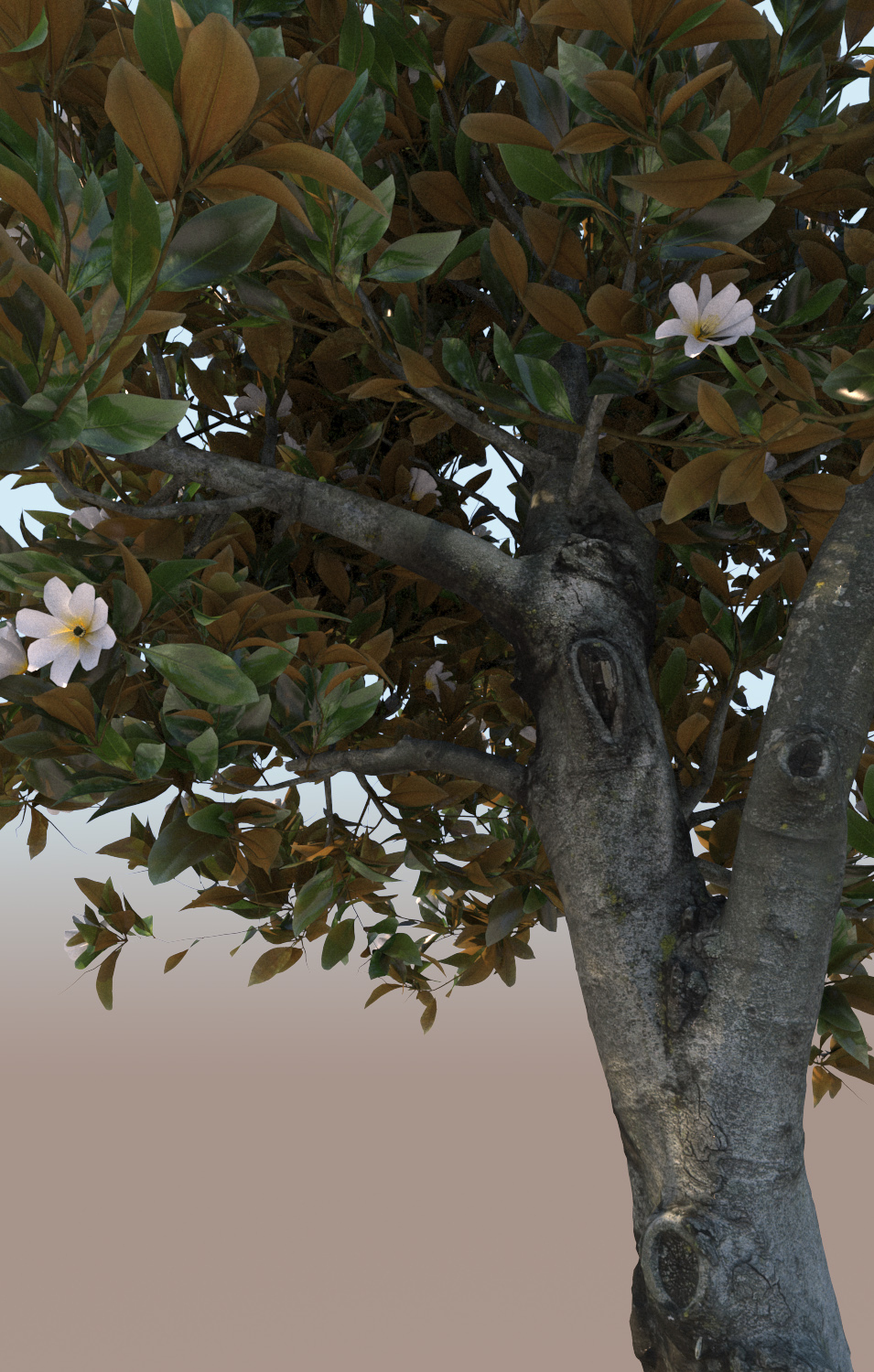 イチジクの木nitida開花3Dモデル - TurboSquid 1428016