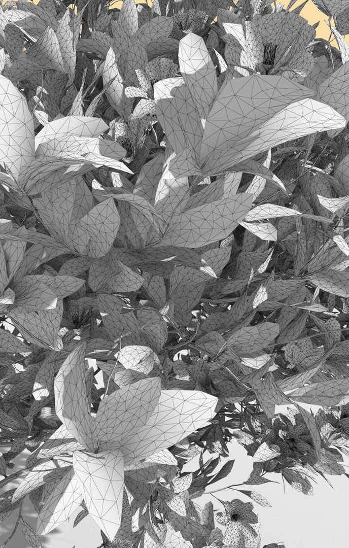 3D Flowering Ficus Tree Nitida Model - TurboSquid 1428016