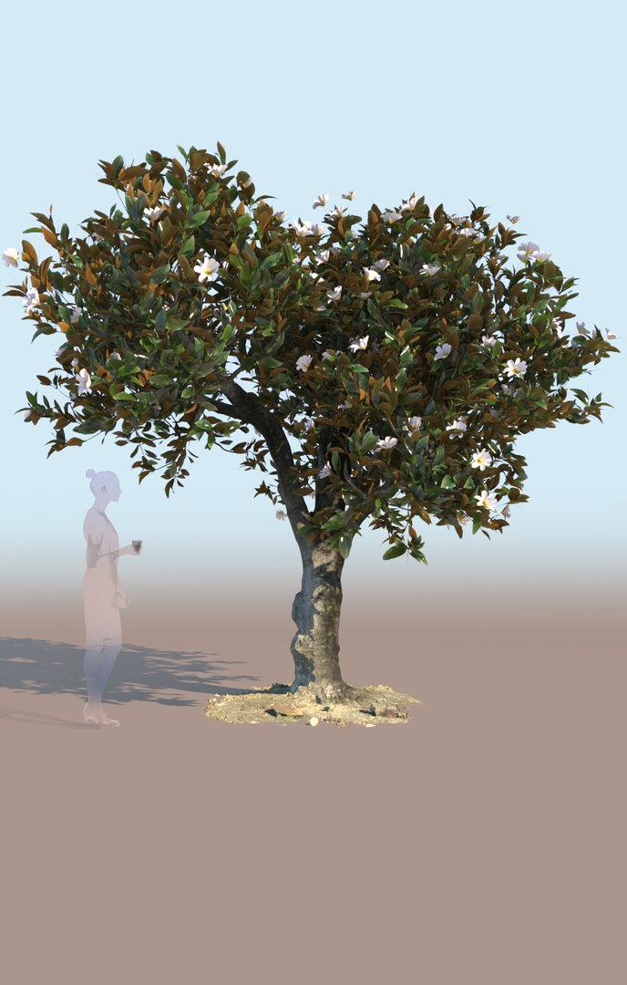 3D Flowering Ficus Tree Nitida Model - TurboSquid 1428016