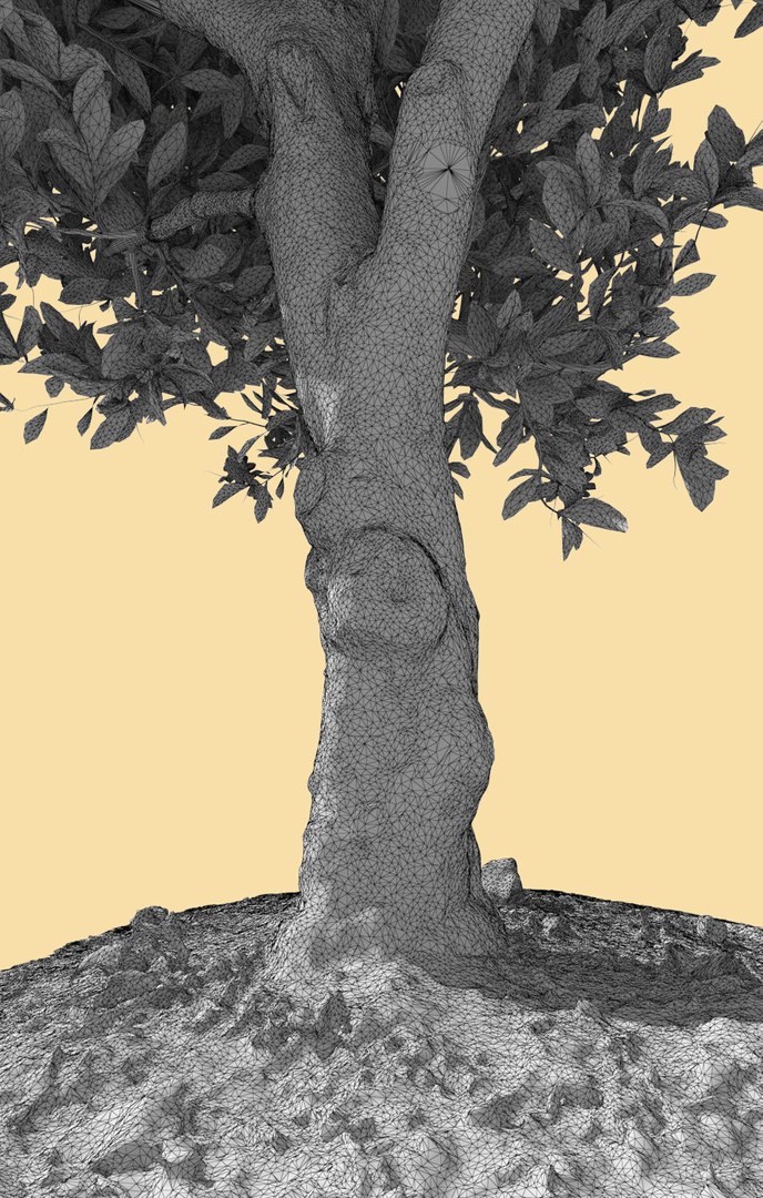 3D Flowering Ficus Tree Nitida Model - TurboSquid 1428016