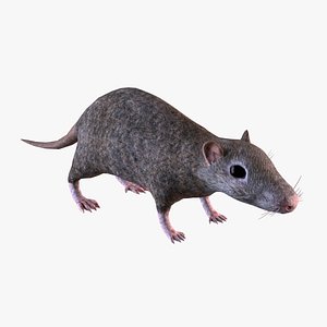 Blender Rat Models | TurboSquid