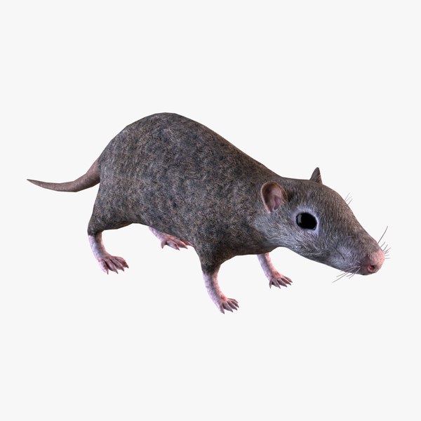 Rat Blender Models for Download | TurboSquid