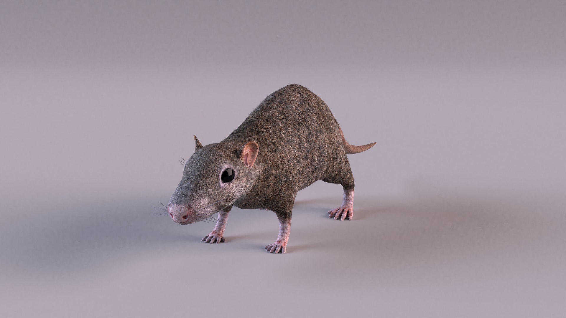 Brown Rat Model - TurboSquid 1859160