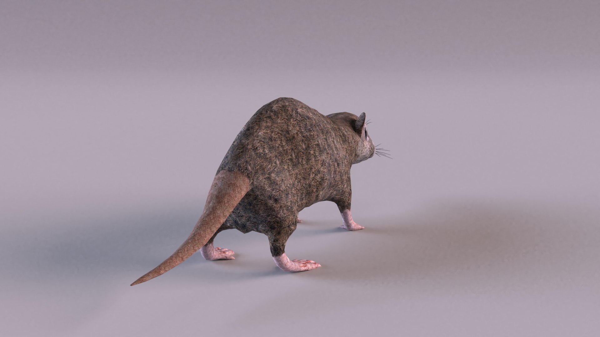 Brown Rat Model - TurboSquid 1859160