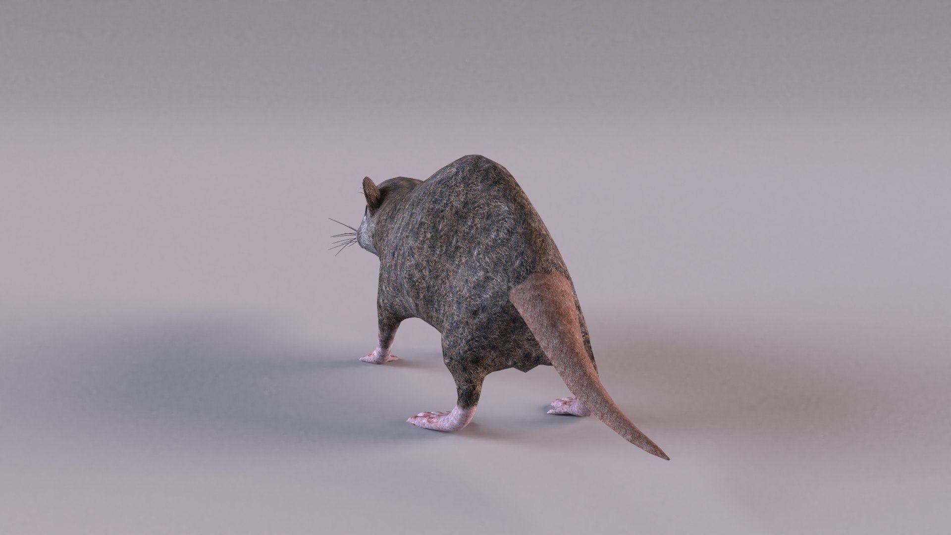Brown Rat Model - TurboSquid 1859160
