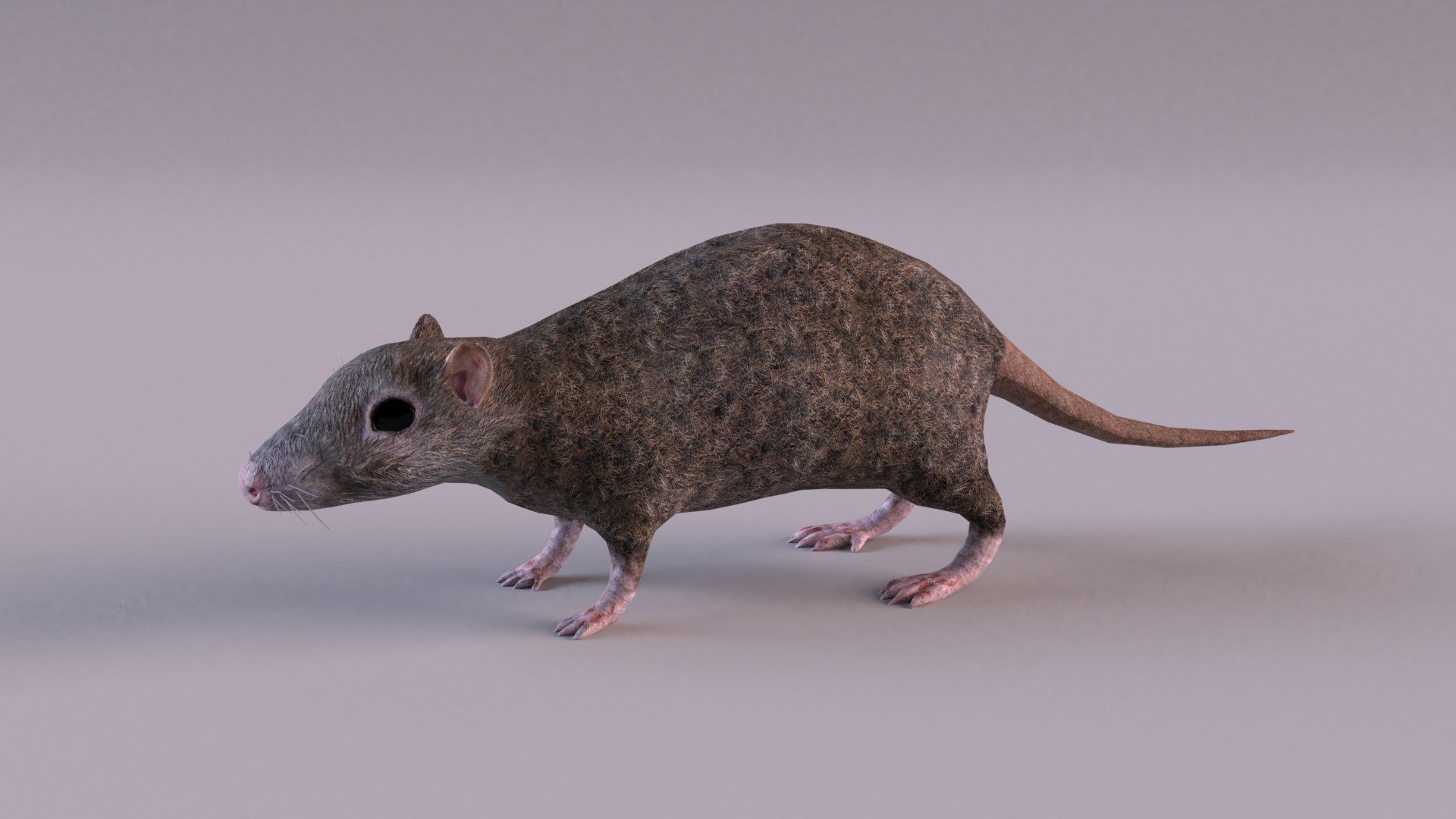 Brown Rat Model - TurboSquid 1859160
