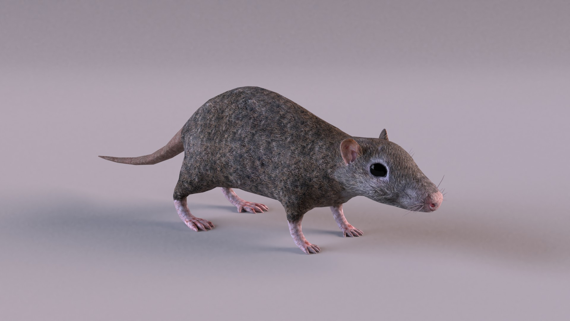 Brown Rat Model - TurboSquid 1859160