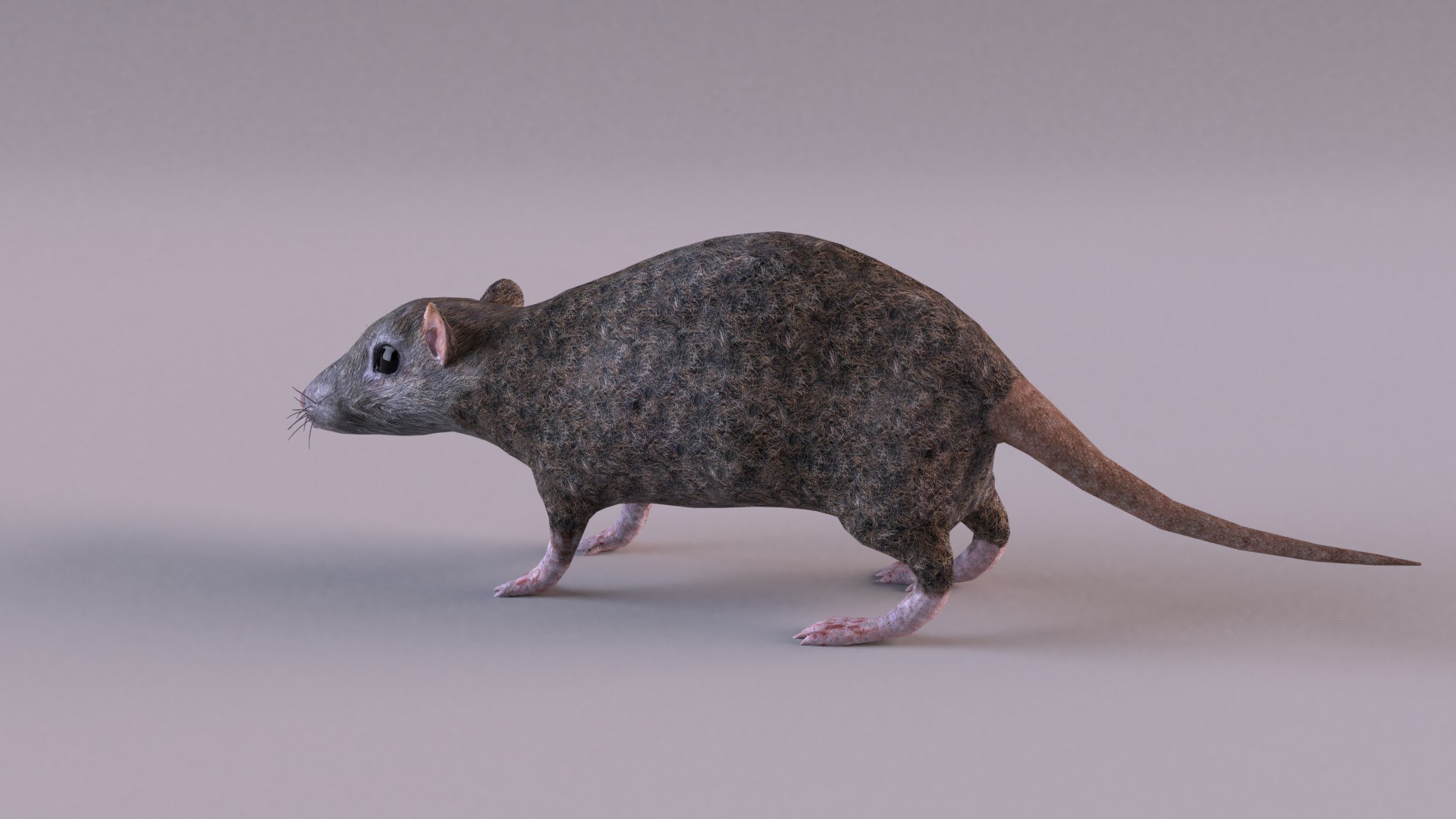 Brown Rat Model - TurboSquid 1859160