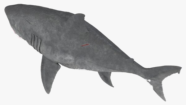 3D Megalodon Rigged model - TurboSquid 1752797