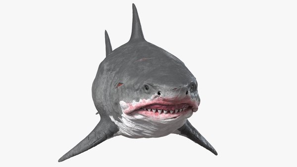 3D Megalodon Rigged model - TurboSquid 1752797