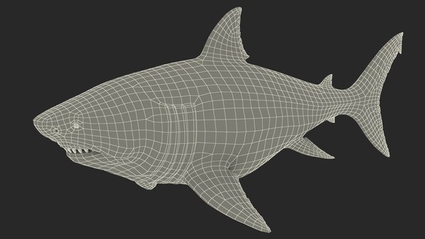 3D Megalodon Rigged model - TurboSquid 1752797