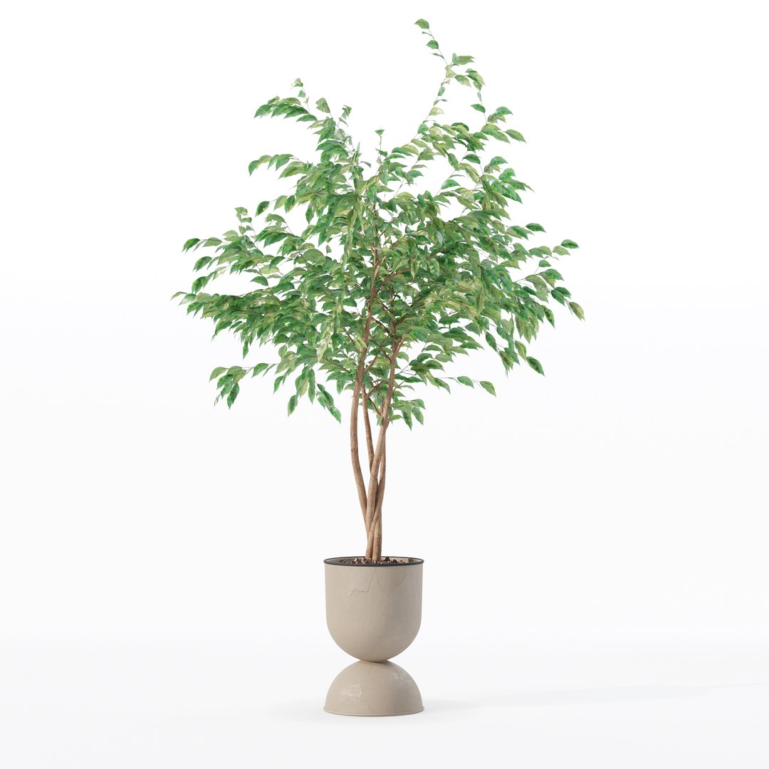 3D Ficus Benjamina In Modern Flower Pot Model - TurboSquid 2185957
