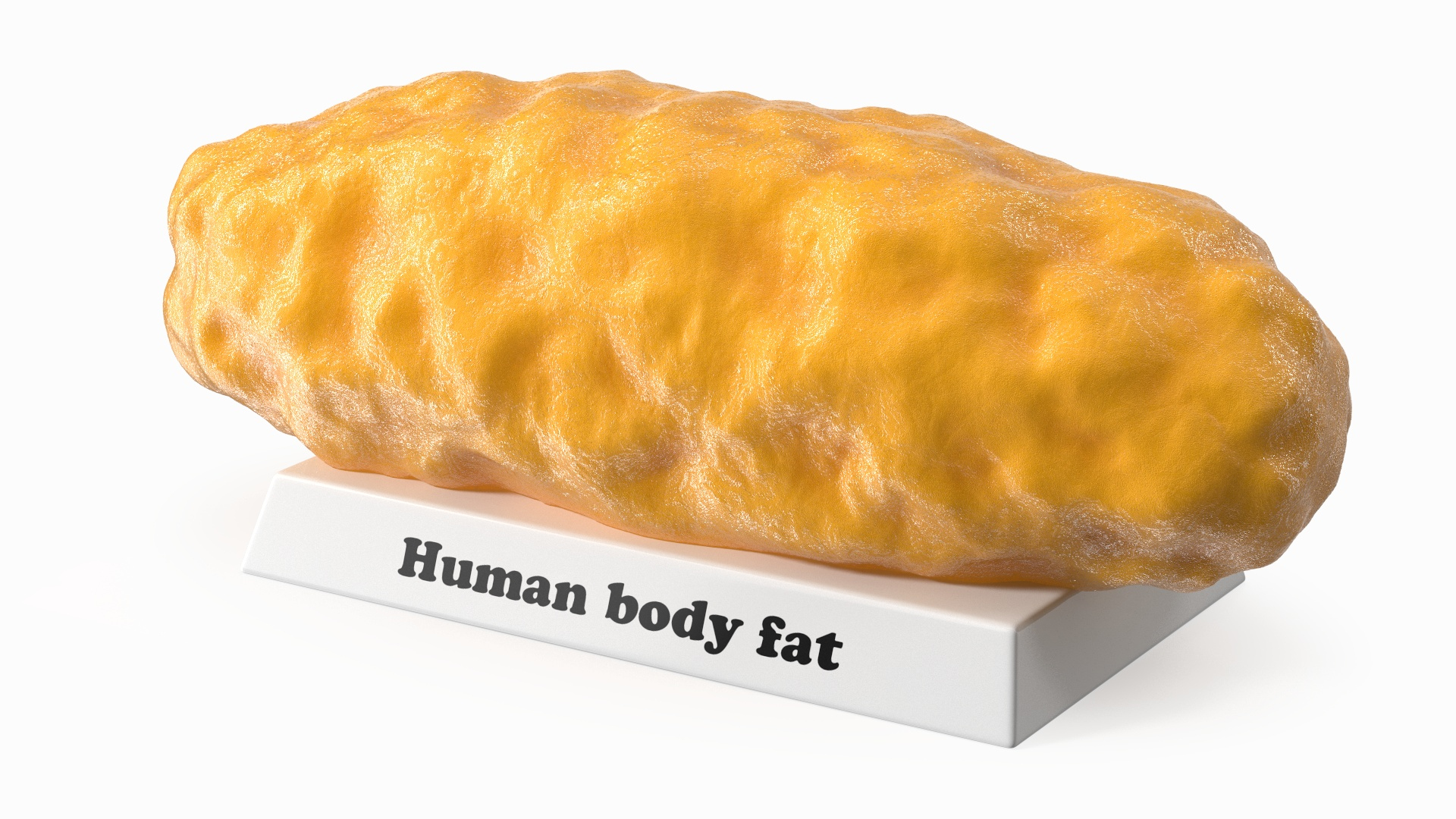 Human Body Fat Mass Model On Base 3D Model - TurboSquid 2412655