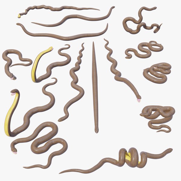 modelo 3d Rubber Boa - Static Poses - TurboSquid 2020574