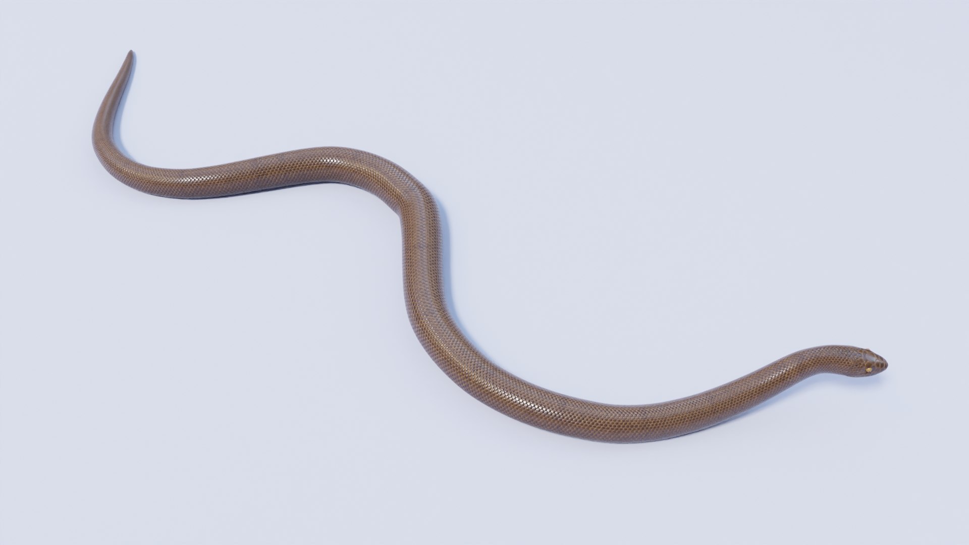 3D Rubber Boa - Static Poses - TurboSquid 2020574