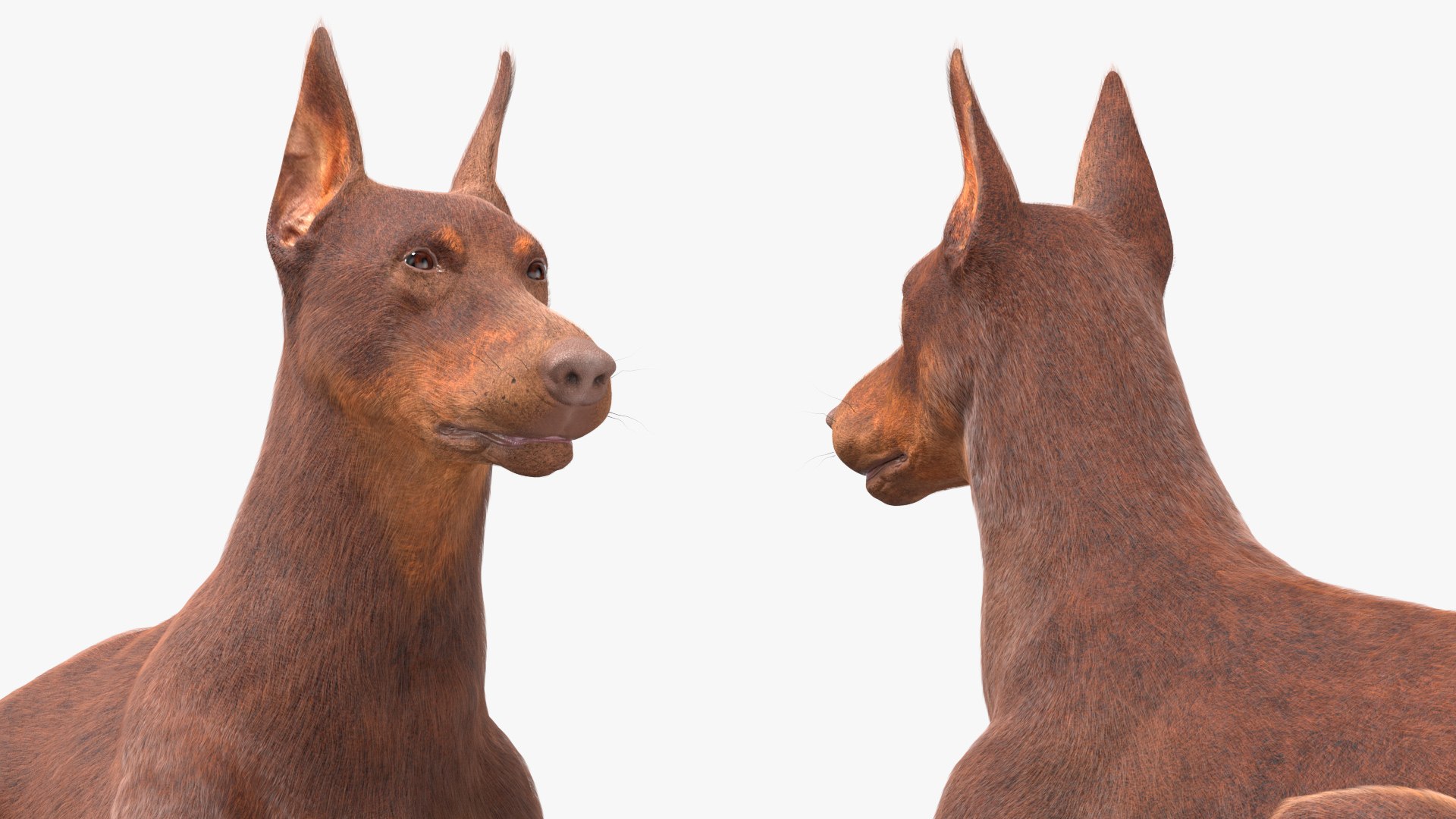 Doberman Dog Brown Lying Down Fur 3D Model - TurboSquid 2232776