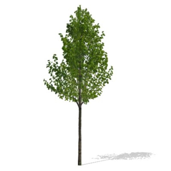 tree13 3D 모델 - TurboSquid 244592