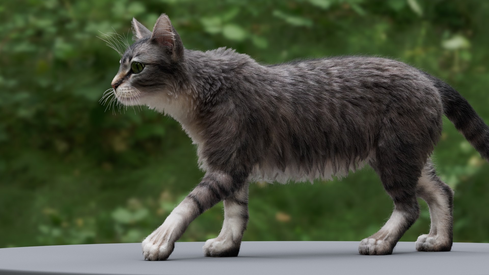 Cat Tabby RIGGED Model - TurboSquid 2040617