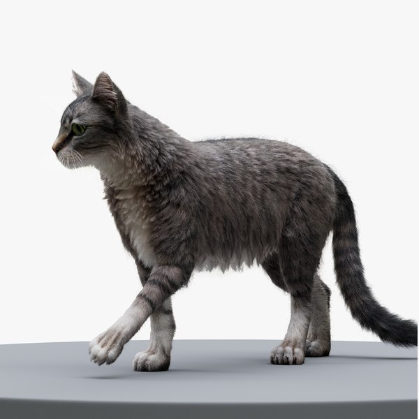 Cat Tabby RIGGED 3D 모델 - TurboSquid 2040617