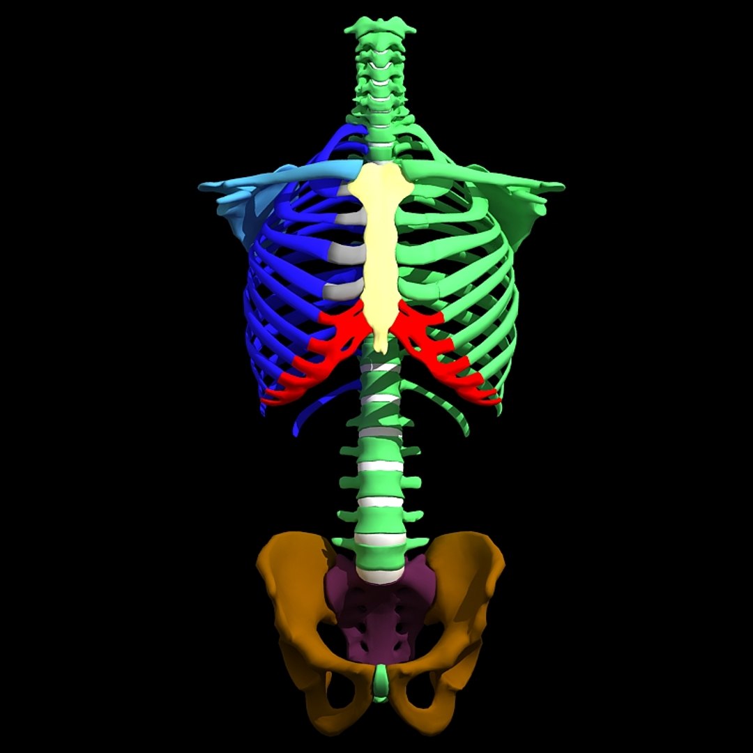 Human Torso Skeleton 3d 3ds