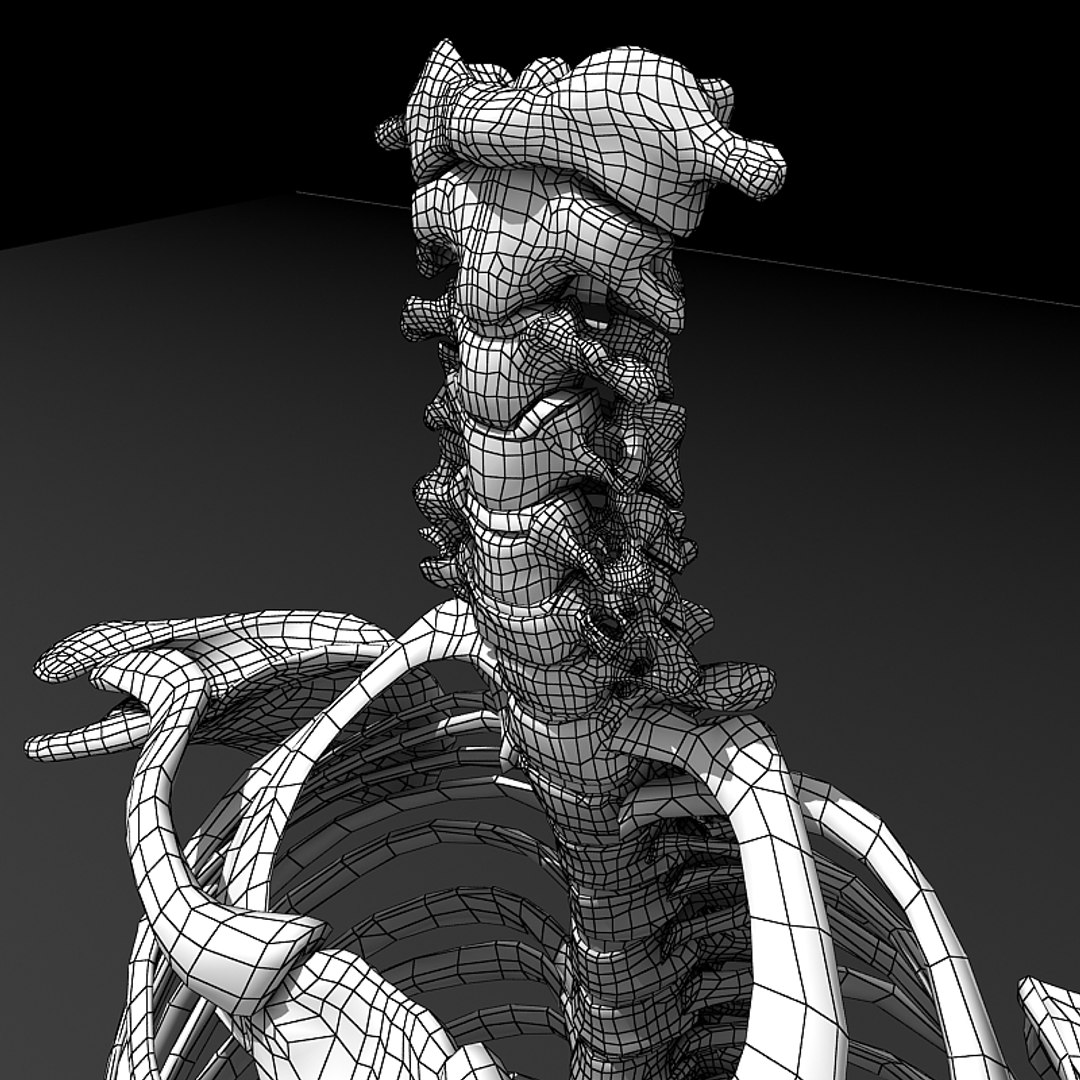 Human Torso Skeleton 3d 3ds
