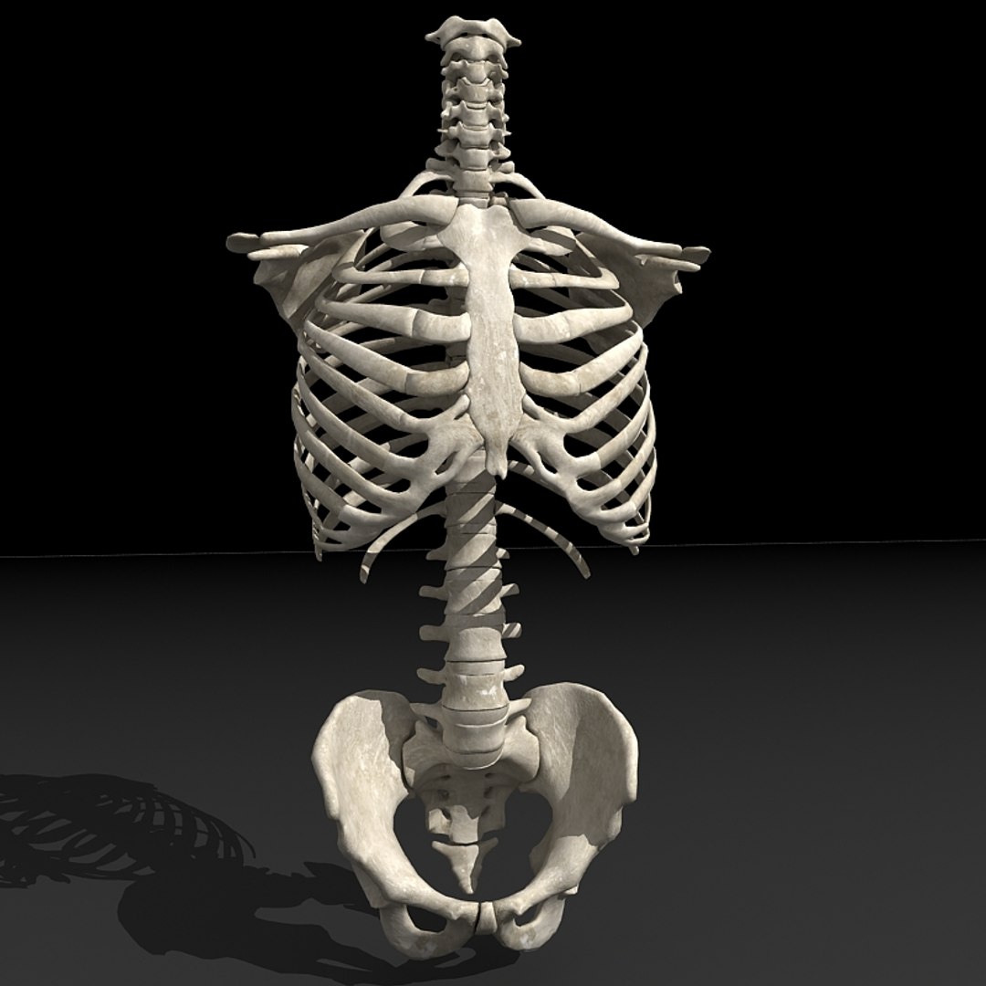 Human Torso Skeleton 3d 3ds