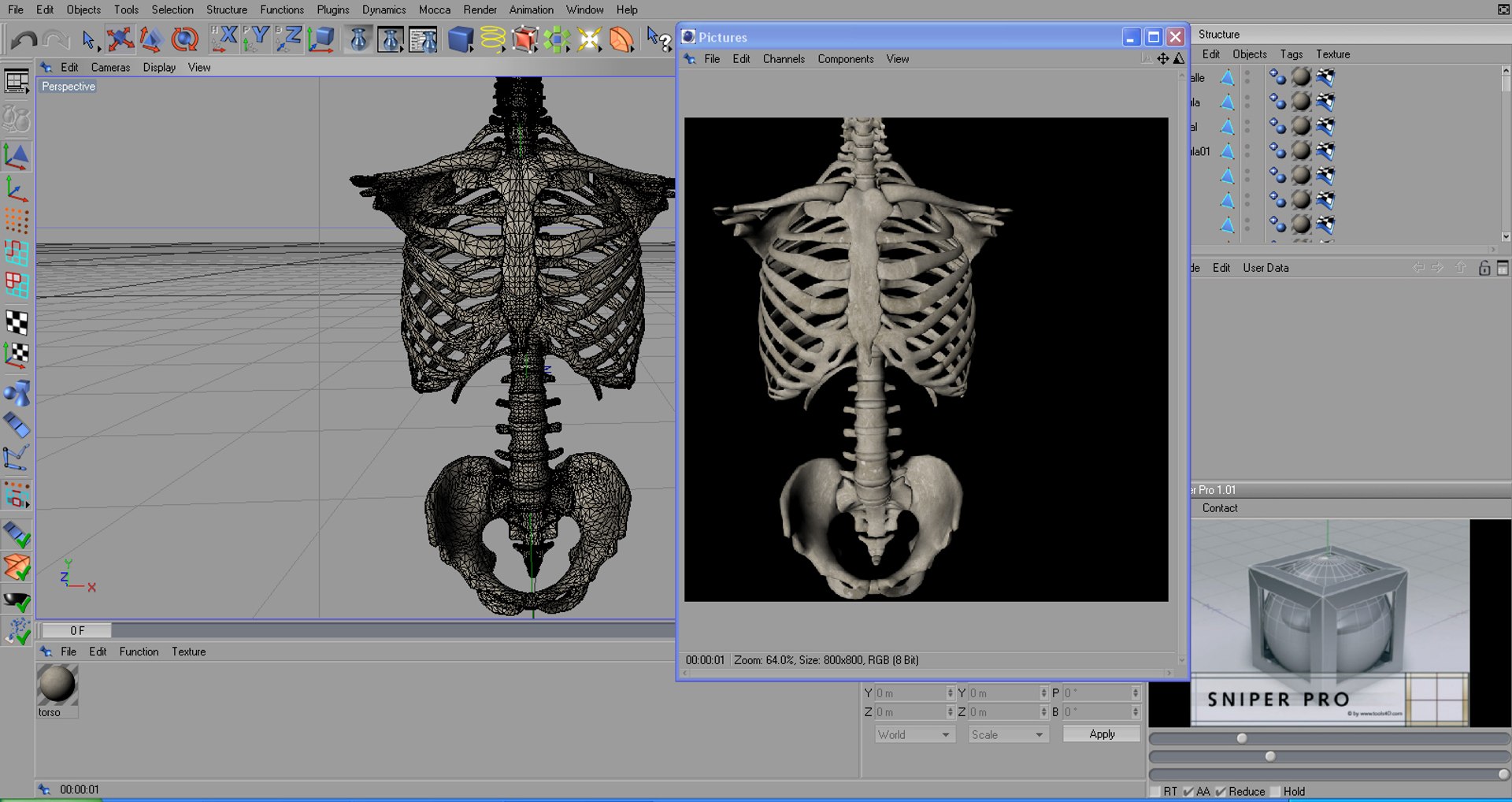 Human Torso Skeleton 3d 3ds