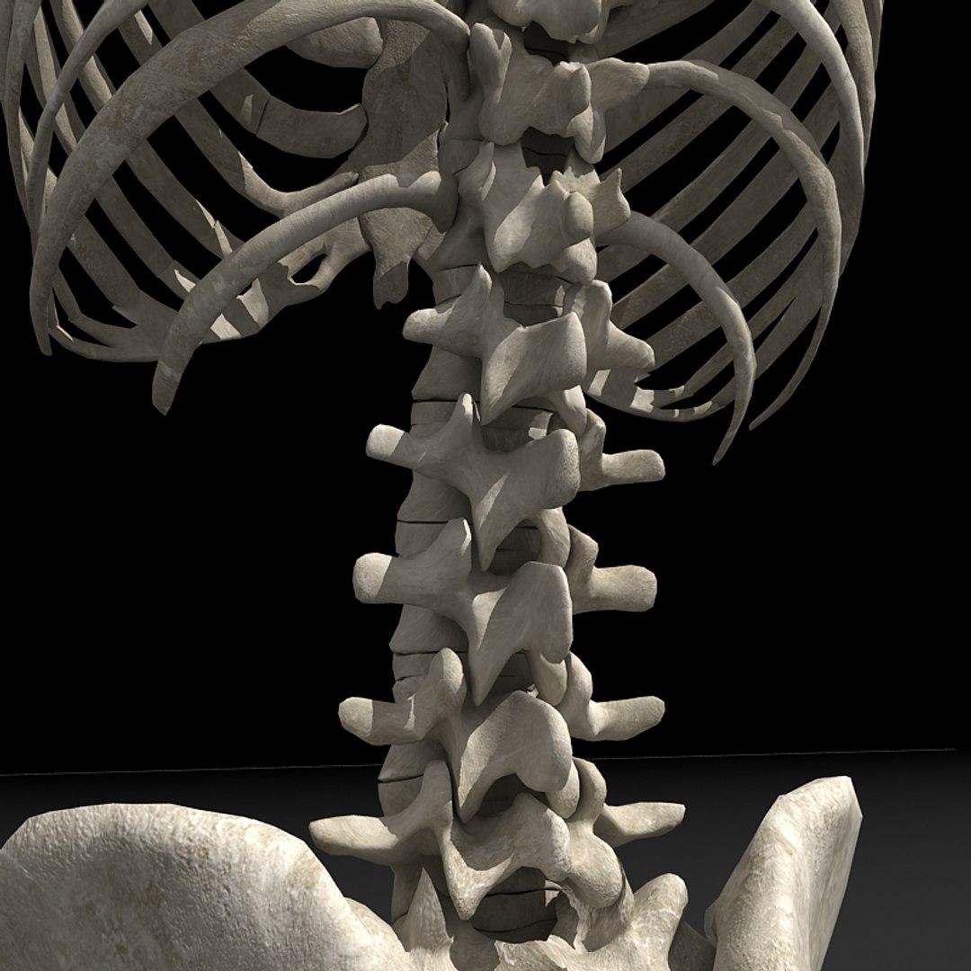 Human Torso Skeleton 3d 3ds