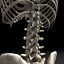 Human Torso Skeleton 3d 3ds