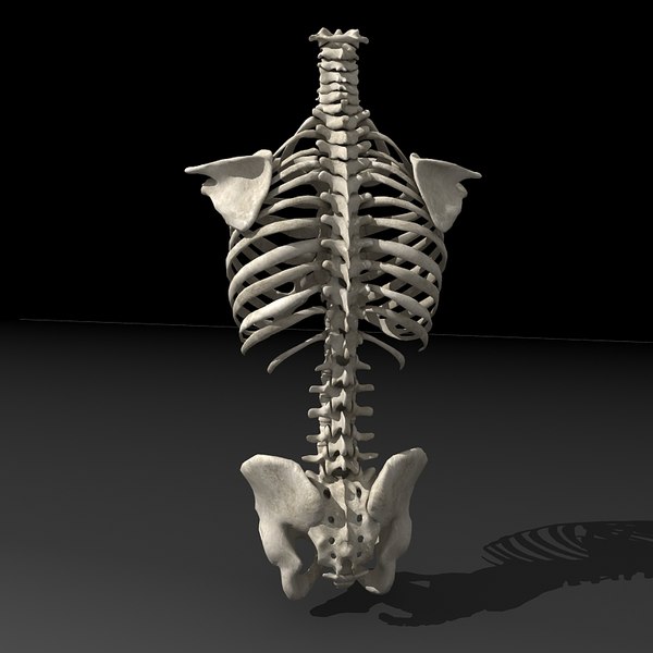 human torso skeleton 3d 3ds