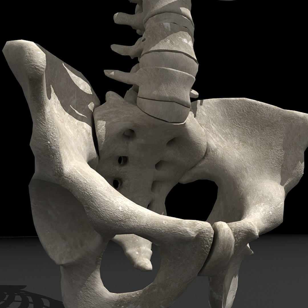 Human Torso Skeleton 3d 3ds
