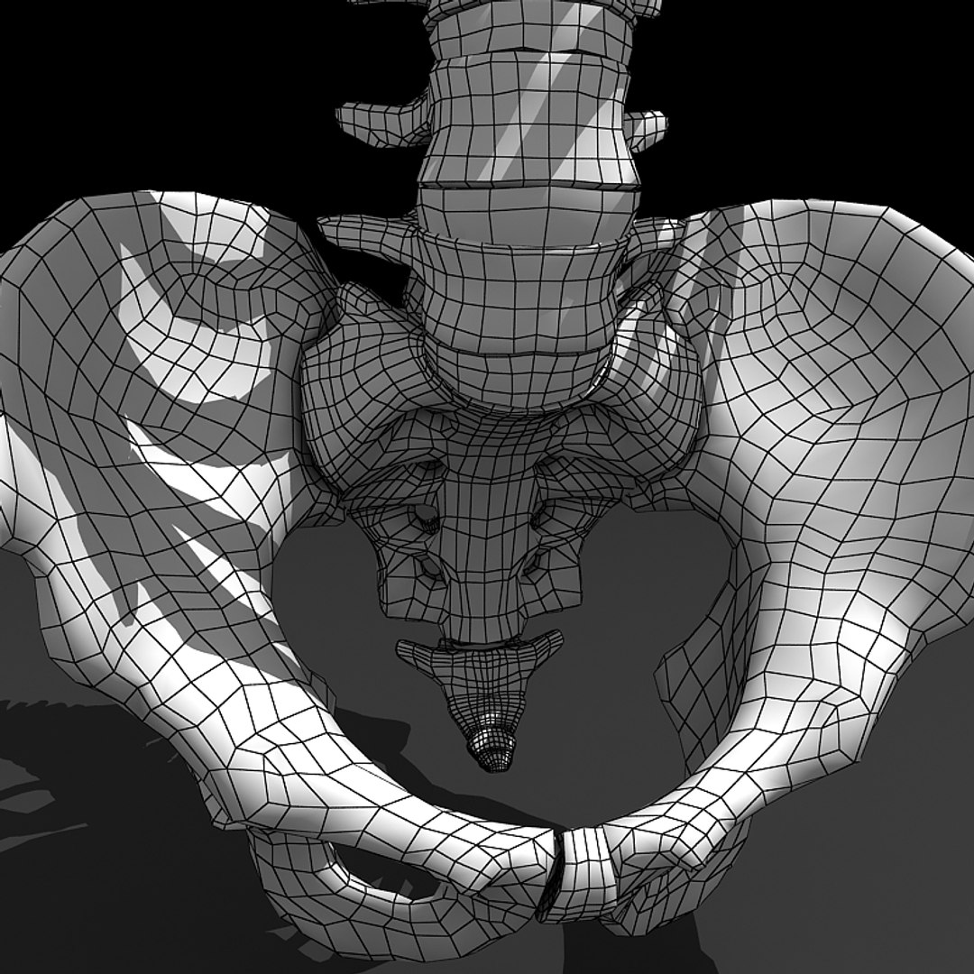 Human Torso Skeleton 3d 3ds