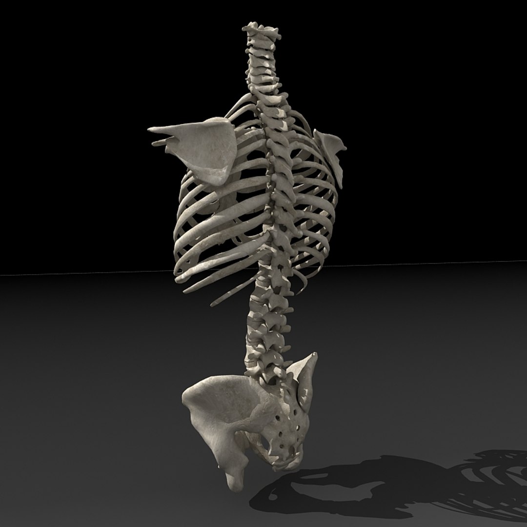 Human Torso Skeleton 3d 3ds