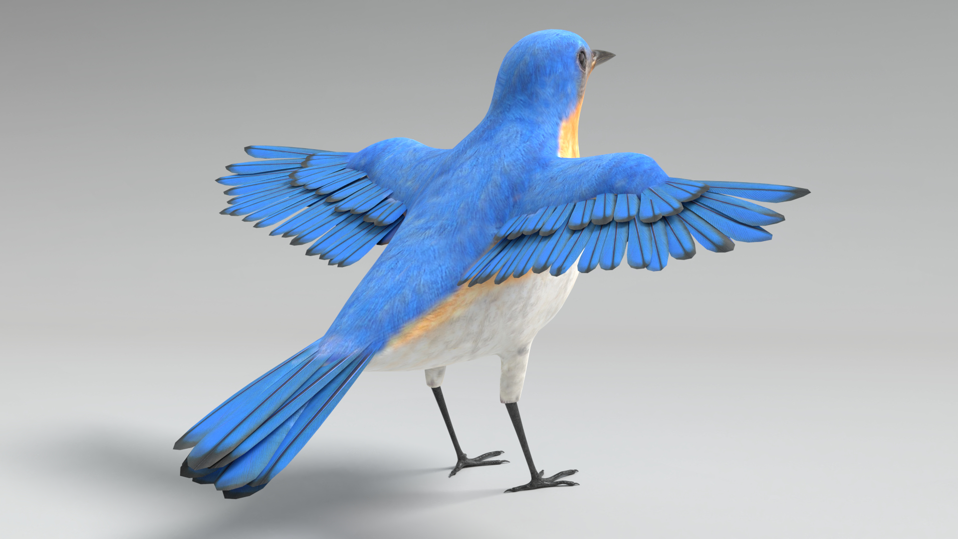 3D bluebird polys model - TurboSquid 1575133