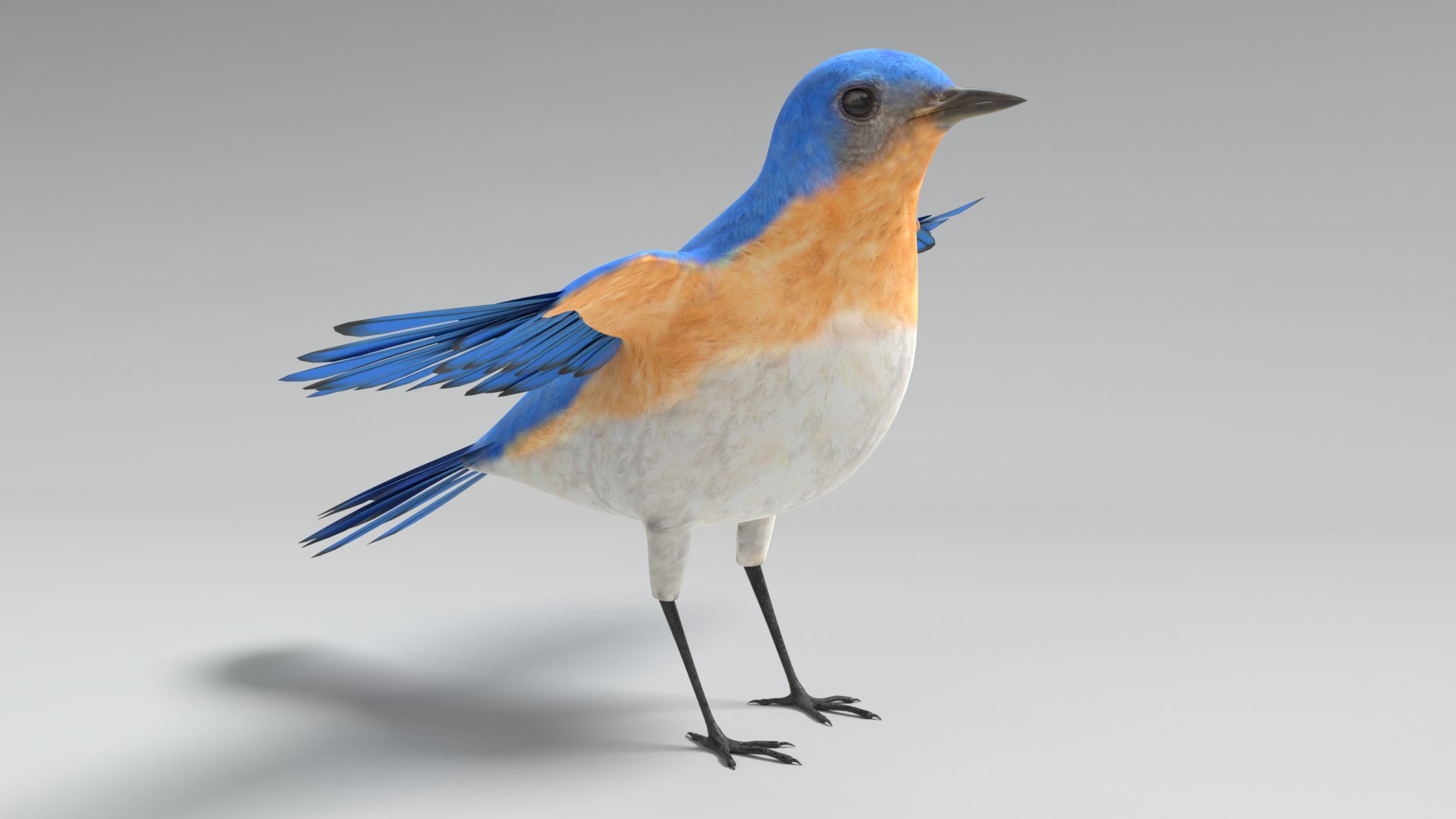 3D Bluebird Polys Model - TurboSquid 1575133