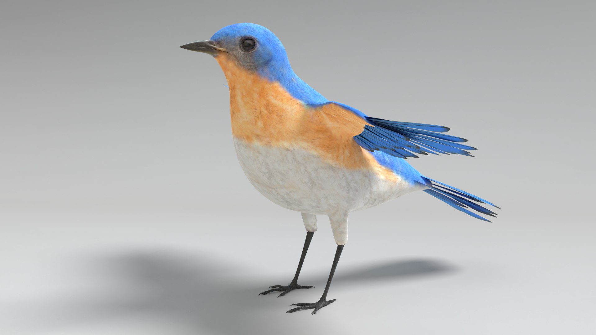 3D Bluebird Polys Model - TurboSquid 1575133