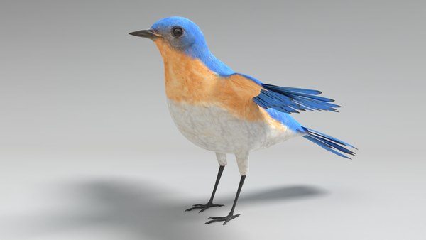 3D bluebird polys model - TurboSquid 1575133