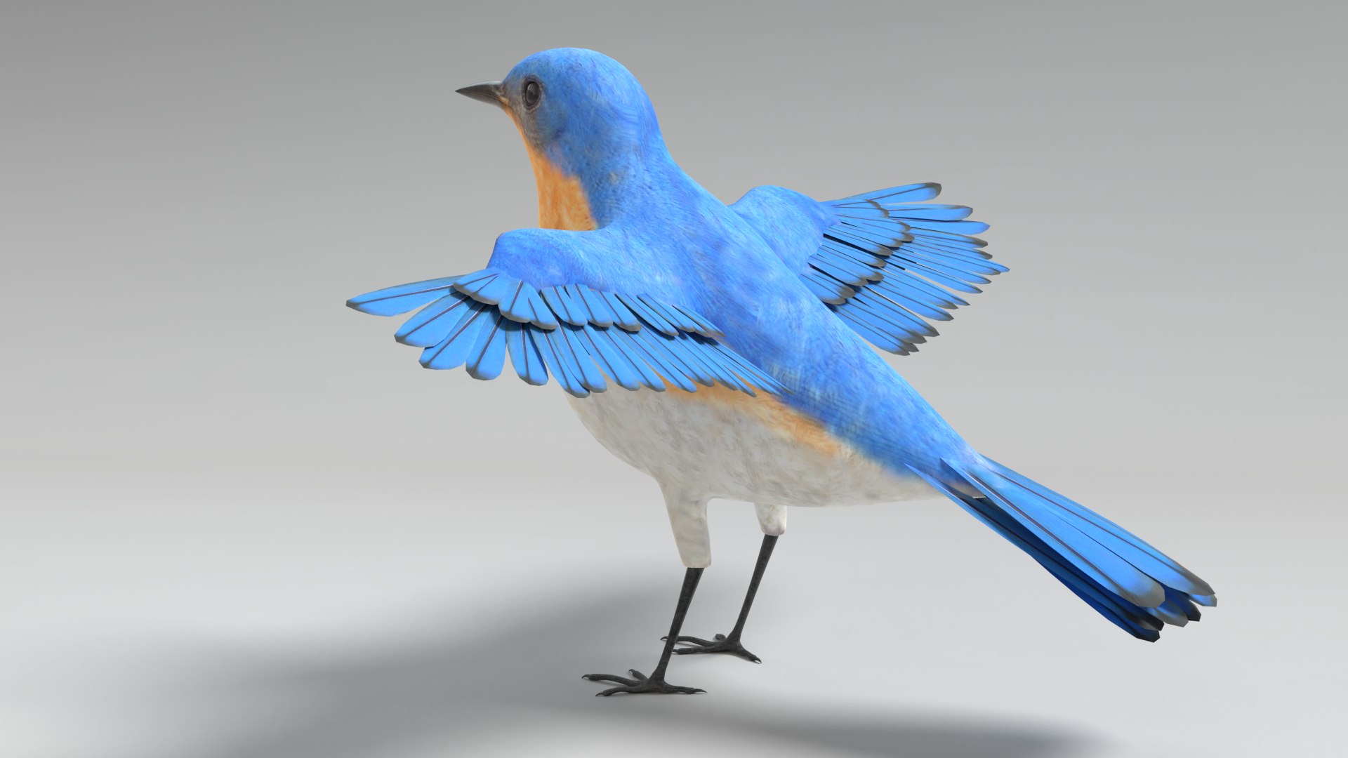 3D Bluebird Polys Model - TurboSquid 1575133