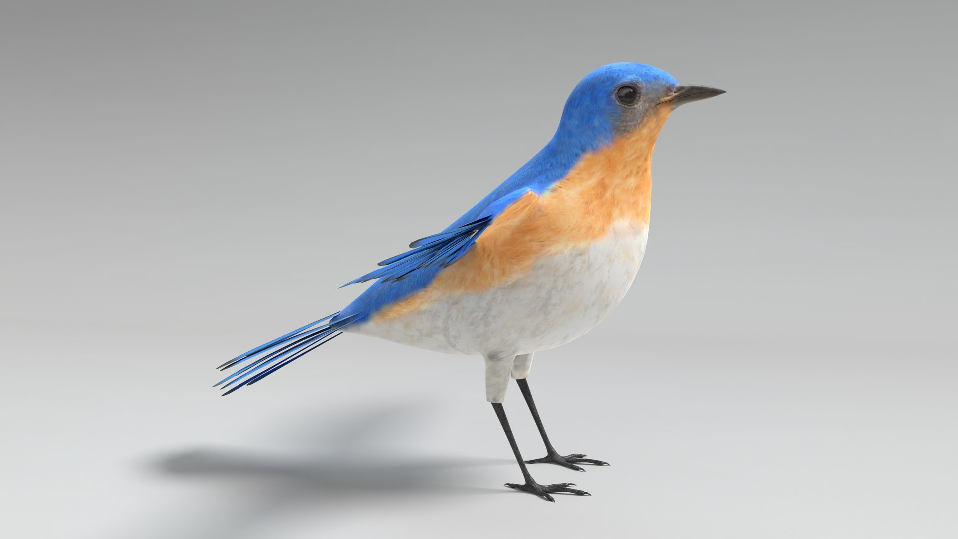 3D Bluebird Polys Model - TurboSquid 1575133