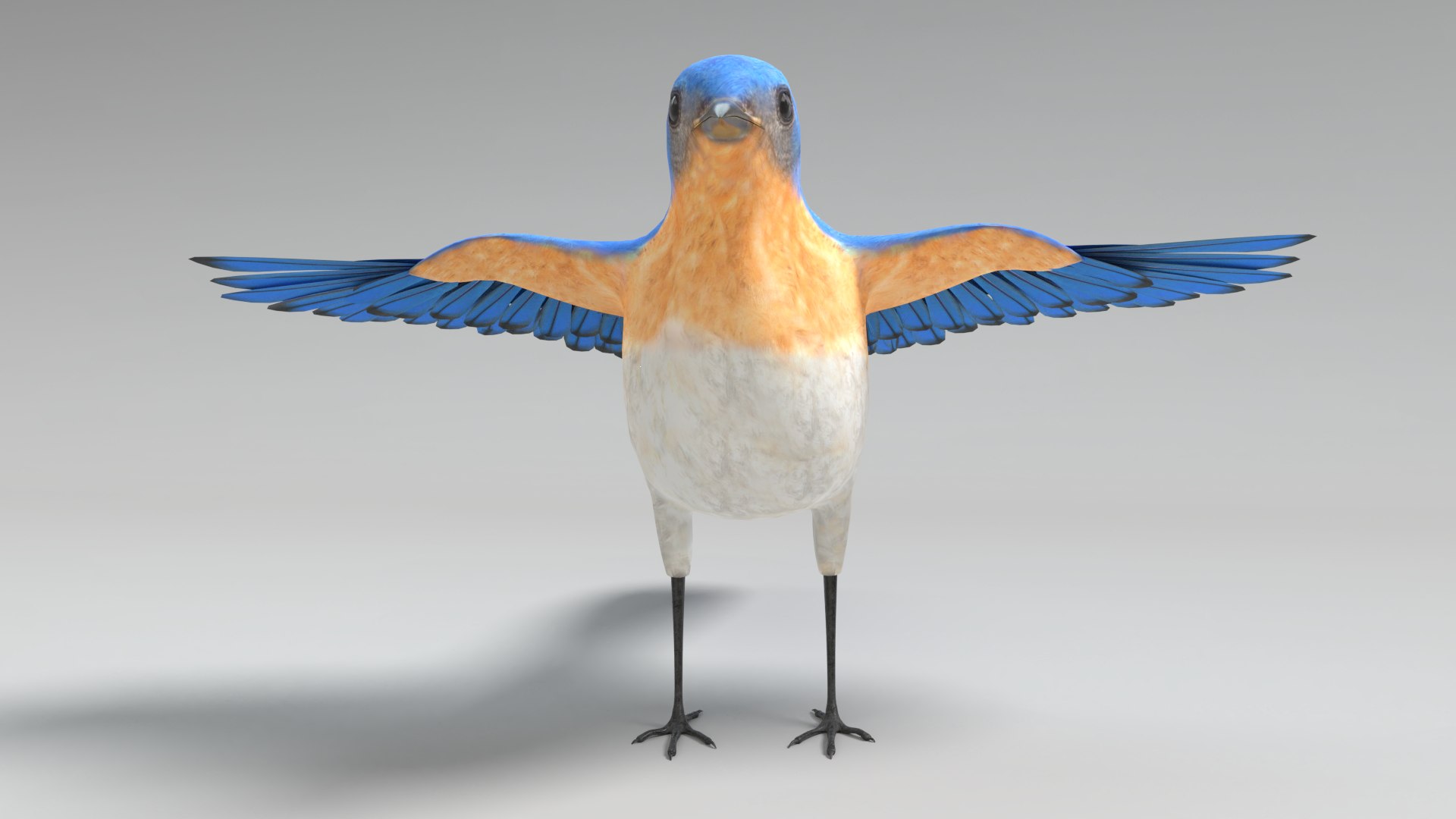 3D Bluebird Polys Model - TurboSquid 1575133