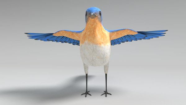 3D bluebird polys model - TurboSquid 1575133