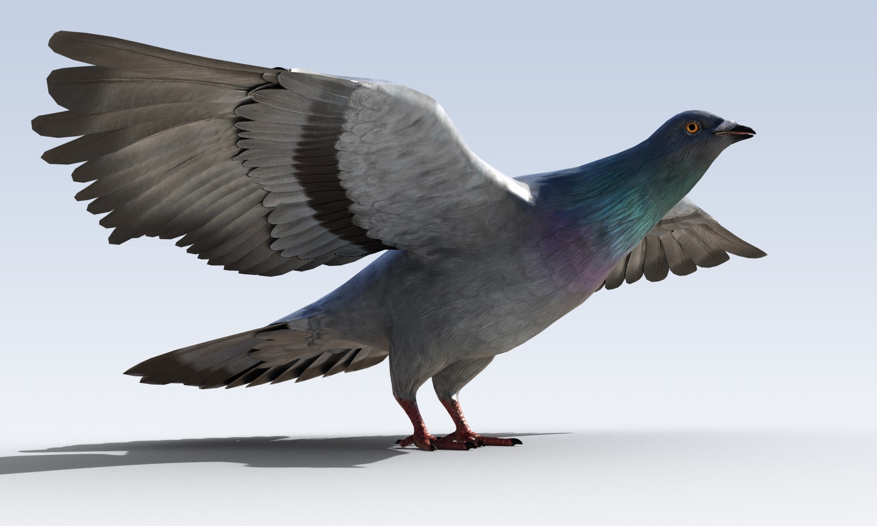 3D Pigeon Bird Rigged - TurboSquid 2072011