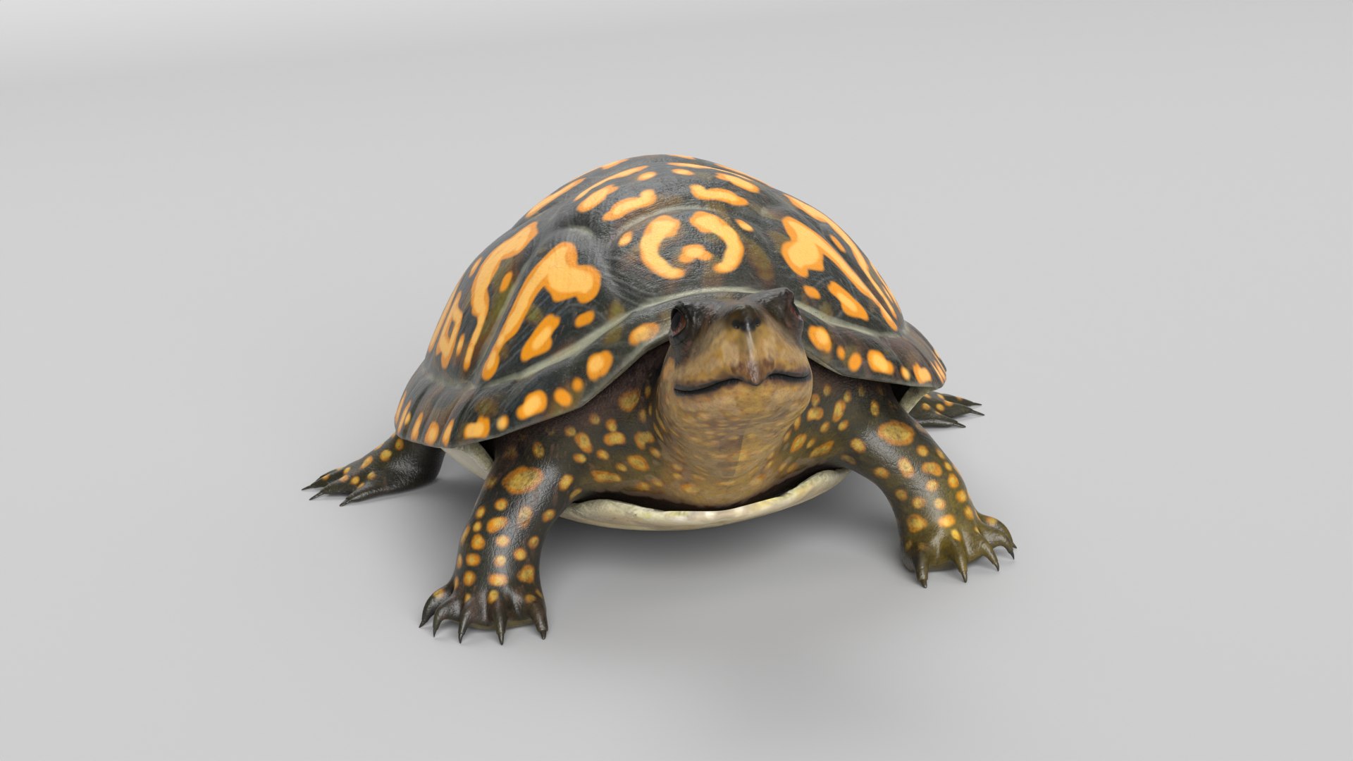 Box Turtle 3D - TurboSquid 2121217