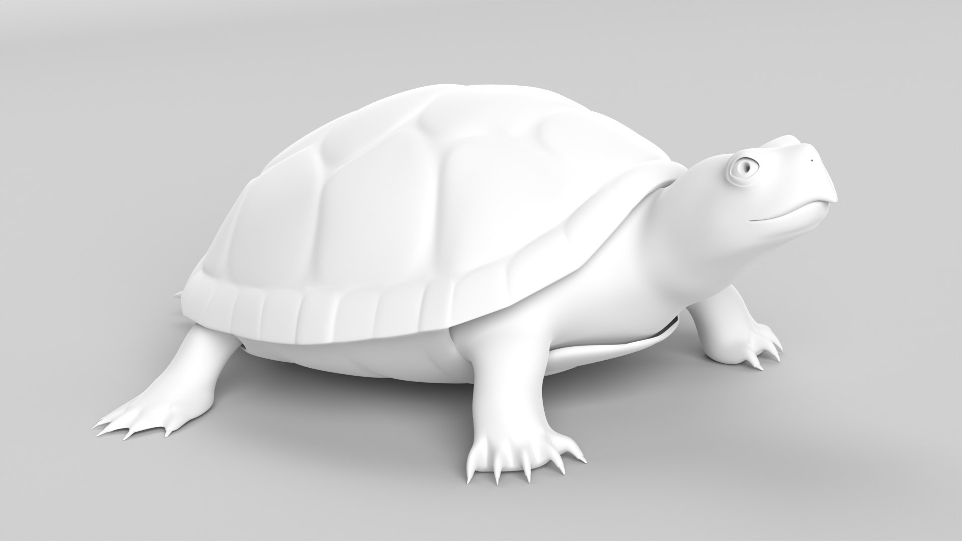 Box Turtle 3D - TurboSquid 2121217