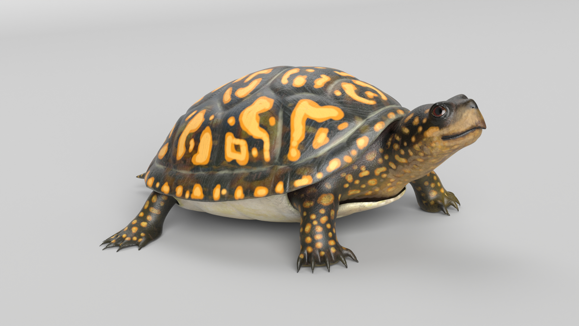 Box Turtle 3D - TurboSquid 2121217
